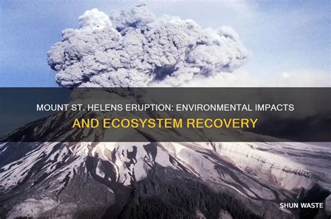 Mount St Helens Eruption Environmental Impacts And Ecosystem Recovery