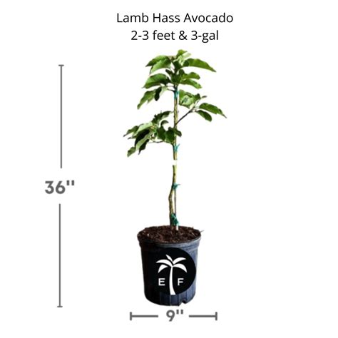 Lamb Hass Avocado Tree Grafted High Yield Late Season Compact Var