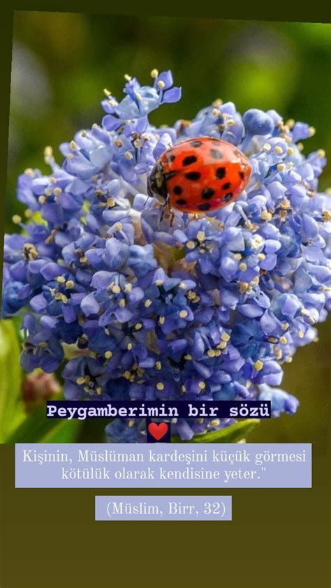 Pin By Aysel Deligezen On A Her Gün Bir Hadis Ladybug Bugs And Insects Ladybird