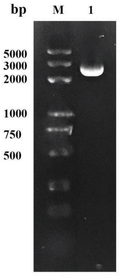 一种立体选择性酯酶、编码基因、载体、工程菌与应用的制作方法 2