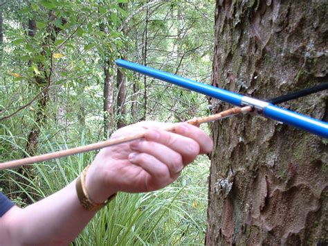Looking At The Wood Seeing The Trees And More AUSNZ Tree Ring Science Conference