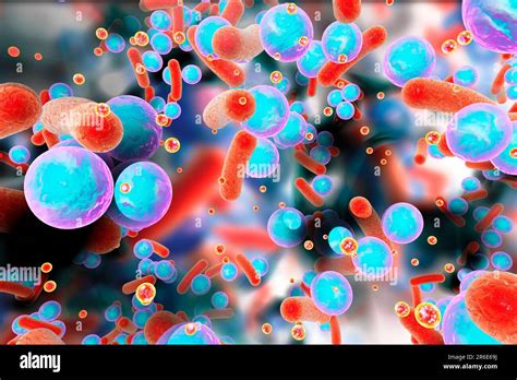Spherical Bacteria And Rod Shaped Bacteria Inside Biofilm With Quorum