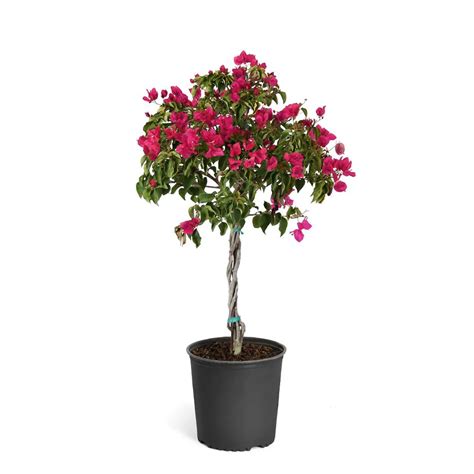 Barbara Karst Bougainvillea Tree Fastgrowingtrees