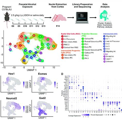 Experimental Design And Cluster Identification A Schematic Of The