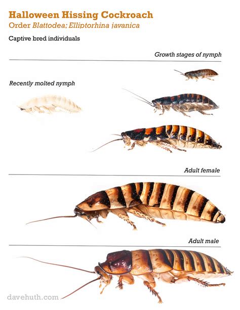 Hissing Cockroach Life Cycle