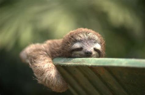 Snooze Button Sloth Blank Template Imgflip