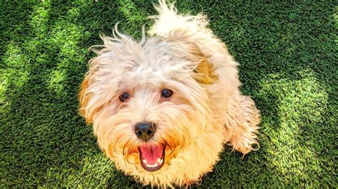 Havapoo Prix Caractère Alimentation Santé