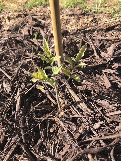 Transplant Shock Rtomatoes