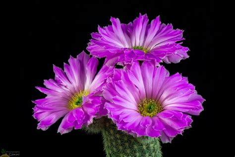 Echinocereus Sciurus Subs Floresii