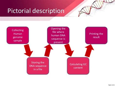 calculating gc content of a human genome bioinformatics