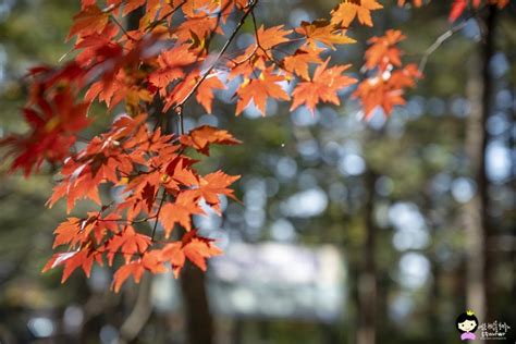 11월 단풍명소 부안 내소사 경주 불국사 대전 장태산 단풍 절정 시기 단풍구경 네이버 블로그