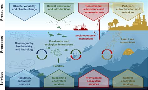 Marine Ecosystem Diagram