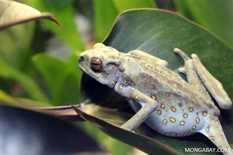 Female Yellow Spotted Climbing Toad Amazing Frog Toad Amphibians