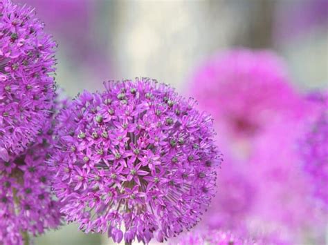 Unveiling 5 Best Allium Companion Plants A Gardeners Secret Weapon