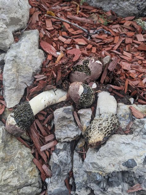 My Coworkers Yard Has Some Alien Egg Sacks Rmycology