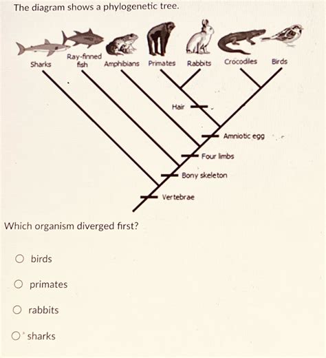 Primate Phylogenetic Tree