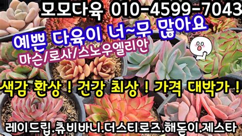차원이 다른 다육이 또 대박 예감 찜이먼저에요~🌸다육이도 대박 가격도 대박 👍 모모다육 010 4599 7043