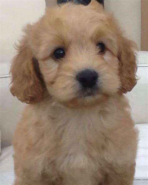 Cockapoo Puppies For Sale In Ireland Cockapoo For Life