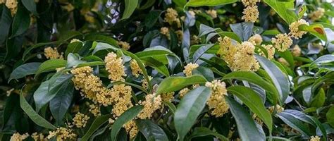 俗语“门外有四树，财富挡不住”，真不是迷信，快看看！鲜花绿植什么值得买