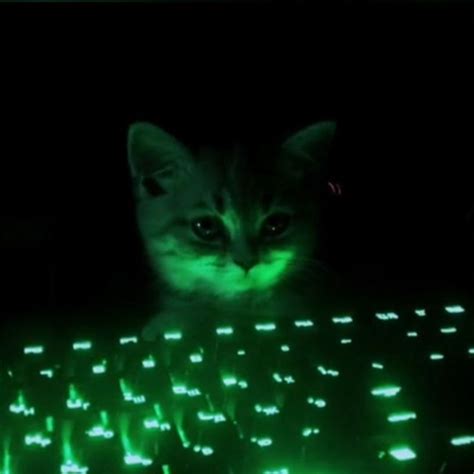 Ночной котогеймер в 2025 г Милые котики Животное сидит Котята