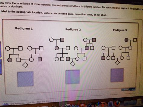 Solved Show The Inheritance Of Three Separate Rare Chegg