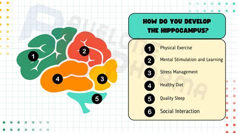 Hippocampus Function Formation Damage Key Insights