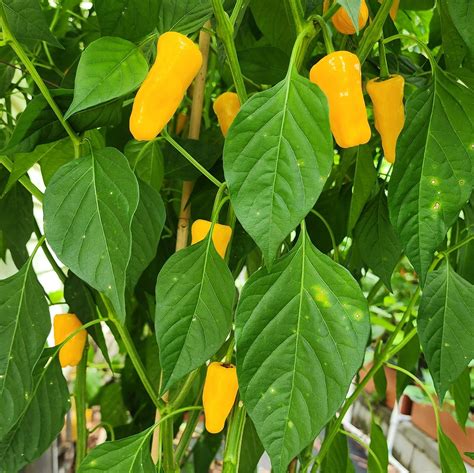 Datil Pepper Seeds Unique And Flavorful Heritage Cottage Heritage Cottage Seeds