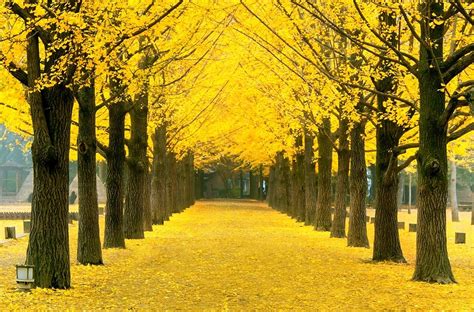 Types Of Trees In Korean At Dianna Wagner Blog