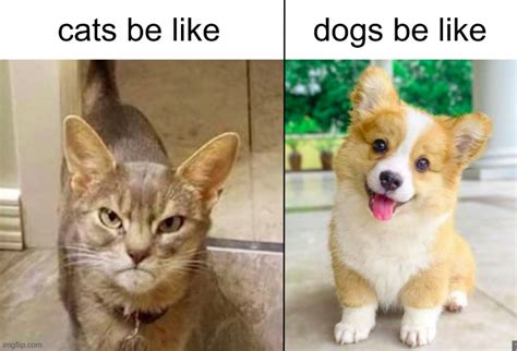 Dog And Cat Memes