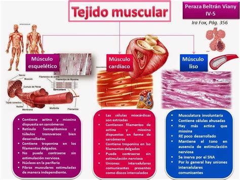 Los 4 Tipos De Tejido Muscular