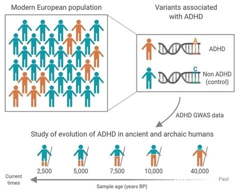 Adhd Associated Genetic Variants Have Reduced Progressively In Human