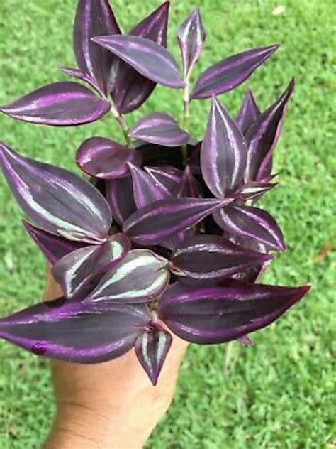 Plant Cuttings RED GEM Dark Desire Tradescantia Houseplants Etsy