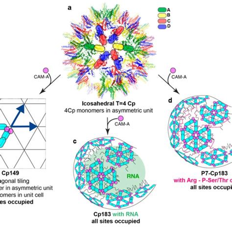 A Molecular Model For Capsid Assembly Modulation A Capsid Without