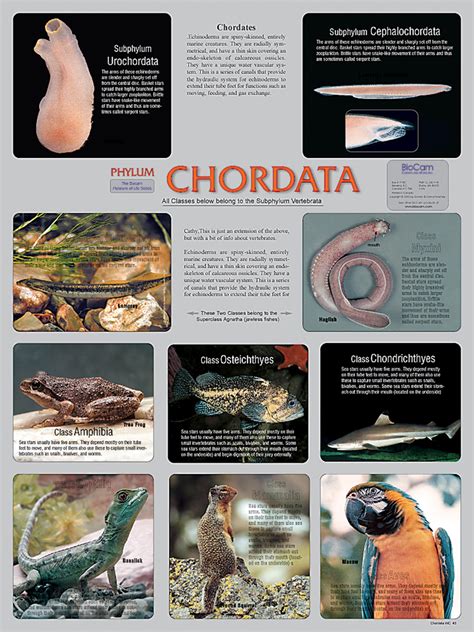 Chordata Phylum Poster Flinn Scientific