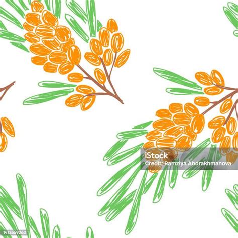 바다 갈매 나무 가지 스케치 손으로 그린 벡터 일러스트레이션 펜 또는 마커 낙서 베리 패턴 0명에 대한 스톡 벡터 아트 및 기타 이미지 Istock