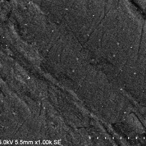 Sem Photograph Of The Best Formulation Download Scientific Diagram