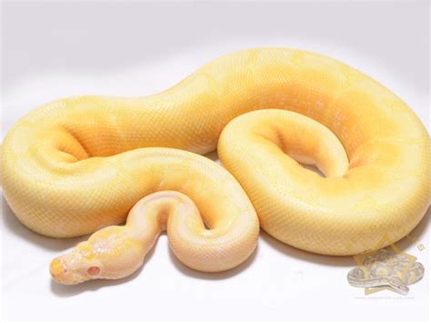 Morph List World Of Ball Pythons