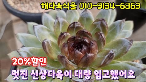 20할인 신상다육이 다량 입고~ 좋아라~♡ Youtube