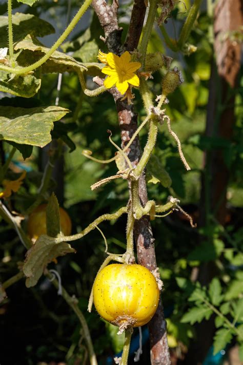 Harvesting Lemon Cucumbers When And How To Pick This Fresh Tasting Fruit