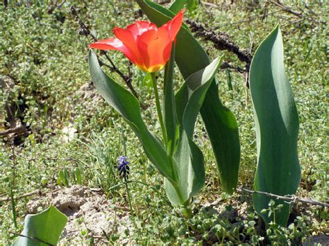 Tulipa fosteriana - Изображение особи - Плантариум