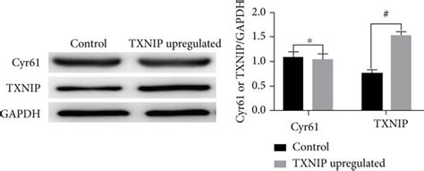 The Effect Of Upregulating Txnip On The Expression Of Cyr61 X±s N3