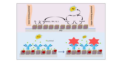Novel Electrochemiluminescent Immunosensor Using Dual Amplified Signals