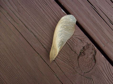 Tree Seed Free Stock Photo Public Domain Pictures