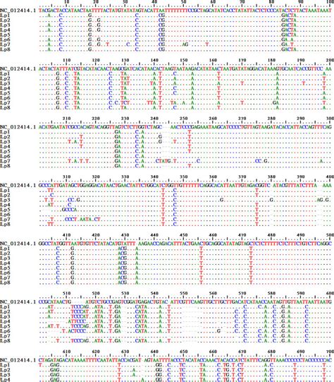 multiple sequence alignment of l punctata d loop with that of download scientific diagram