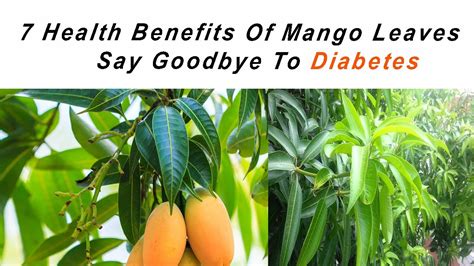 7 Health Benefits Of Mango Leaves Say Goodbye To Diabetes ~ Sarmad