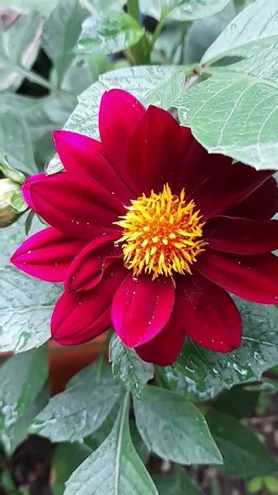 Mis Primeras Flores De Este Año De Dalias💕 Youtube