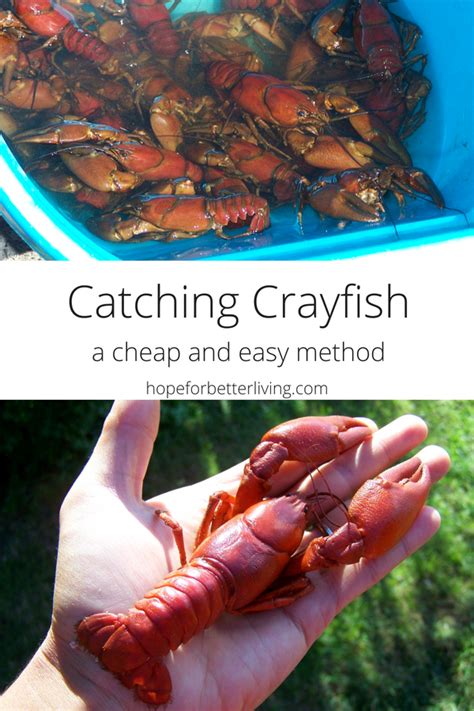 Catching Crayfish A Cheap And Easy Method A Traditional Life
