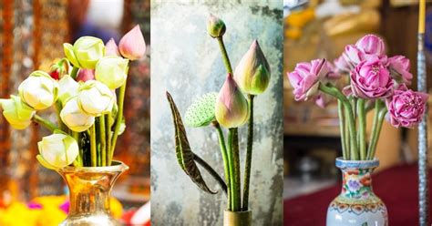 Cắm Hoa Sen Trắng Đẹp Bí Quyết Tạo Nên Vẻ Đẹp Tinh Khôi