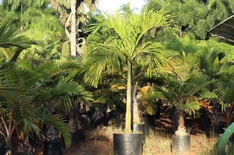 Care And Secrets Of The Foxtail Palm Wodyetia Bifurcata
