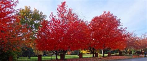 Best Images About Trees Of Iowa On Pinterest Iowa Trees And Shrubs And Flowering Trees